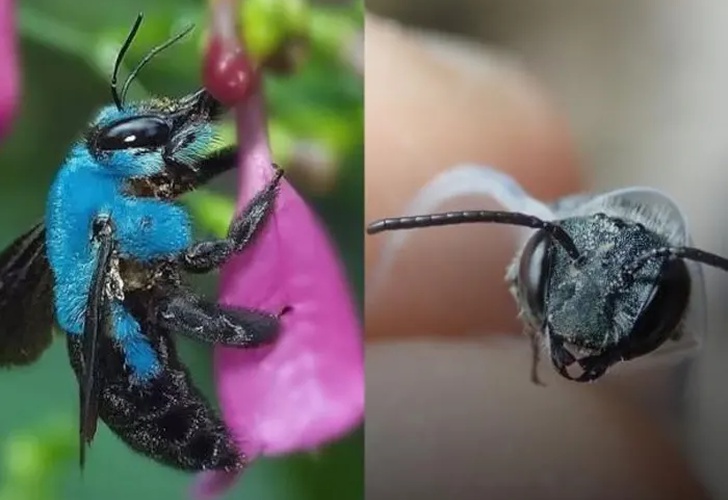 Abejas azules que se creían extintas reaparecen en Estados Unidos ...