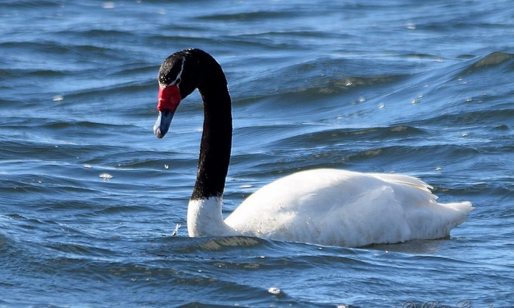 Registran cifra récord de cisnes de cuello negro en Chile | Informe Fracto